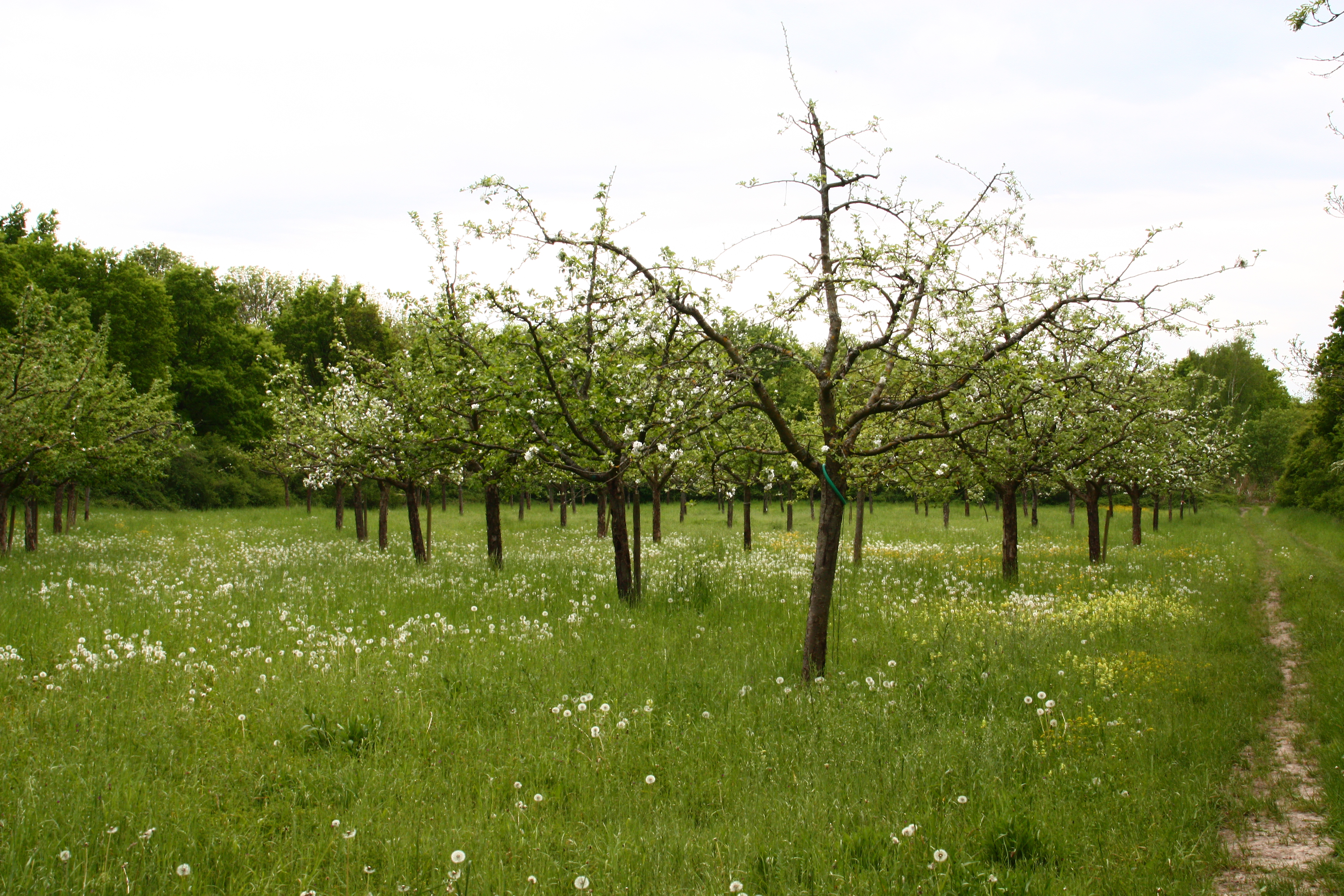 Fédération des Arboriculteurs du Haut-Rhin - Verger conservatoire